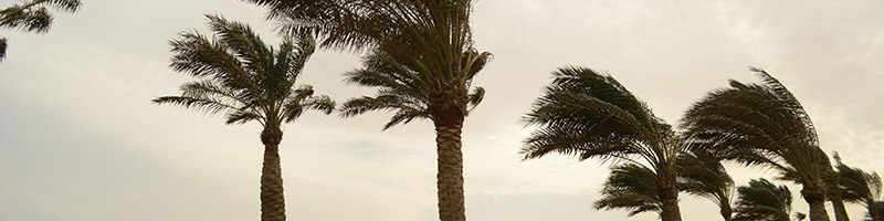 Hazard & Nuisance Abatement | Public Safety